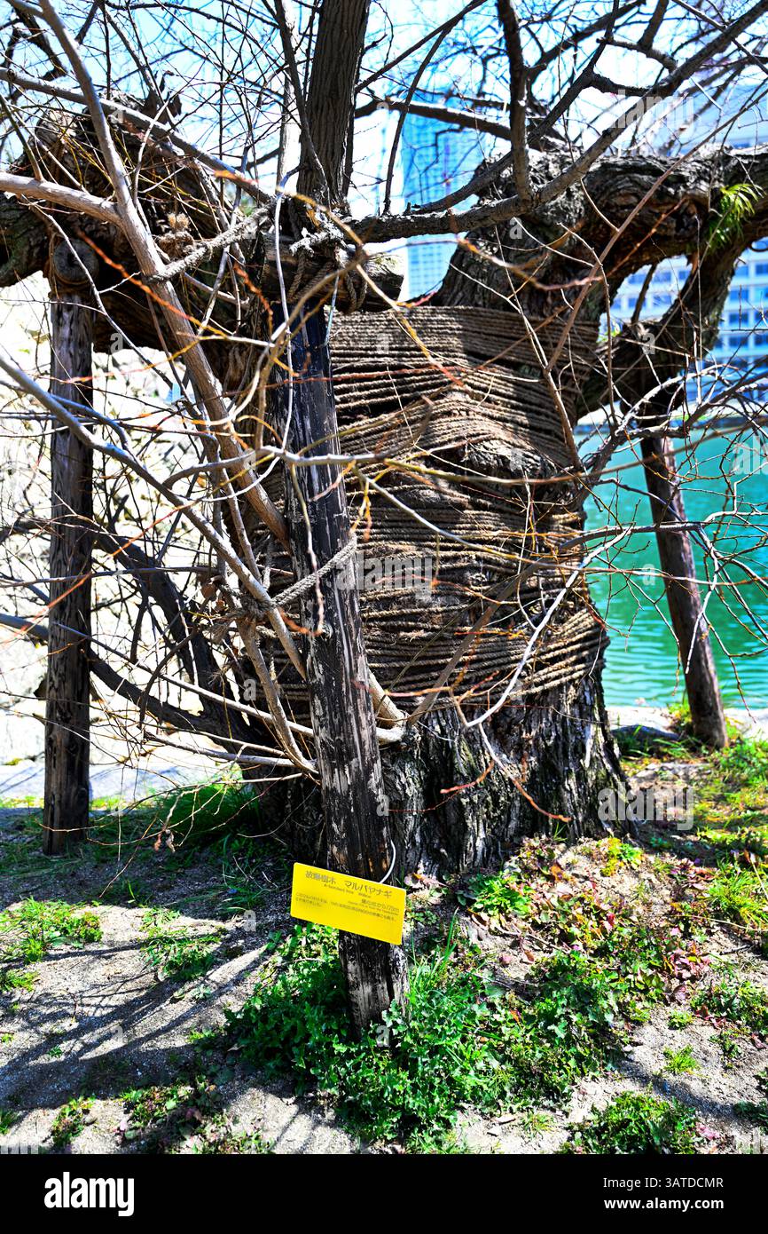 Tree survived Atomic Bomb Hiroshima Castle Japan Stock Photo - Alamy