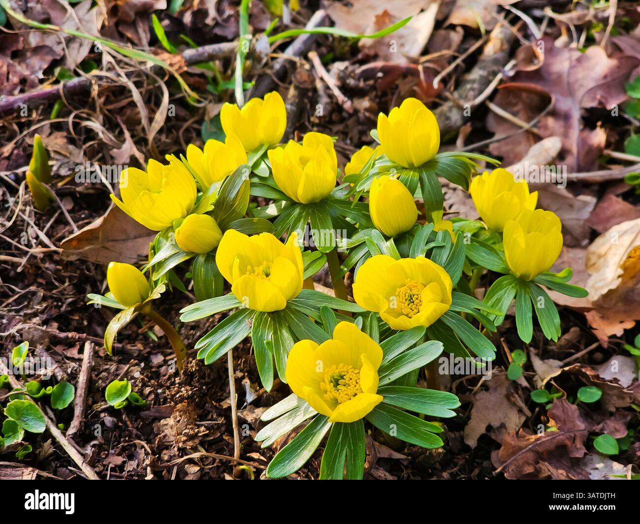 the first spring flowers in the wild forest Stock Photo - Alamy