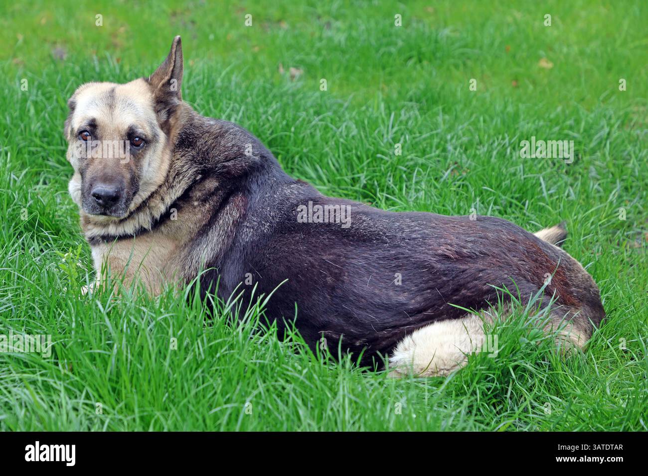 Kranke alte Hunde Eine 13-Jahre alte und kranke Schäferhund-Mix Hündin ...