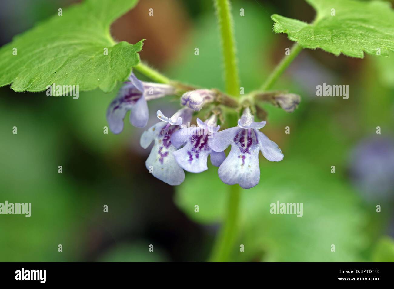 Wildkräuter und Heilpflanzen Die als Gundermann bekannte alte ...