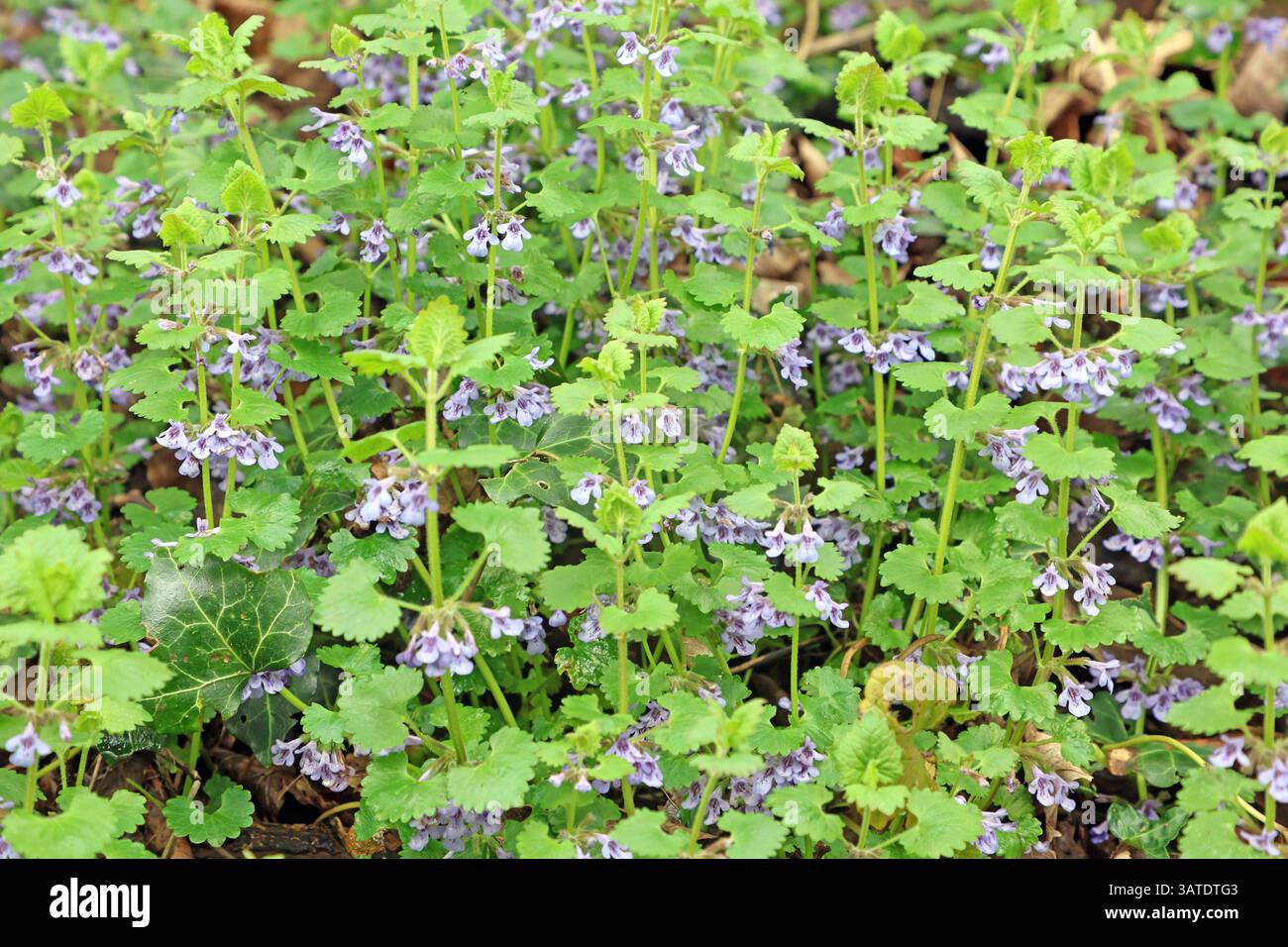 Wildkräuter und Heilpflanzen Die als Gundermann bekannte alte ...