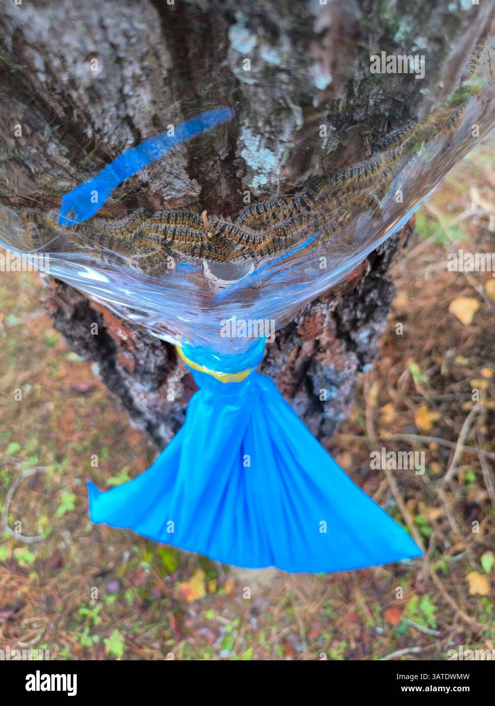 Processionary caterpillar. Trap to catch the caterpillar on its way from the top of the pine ...