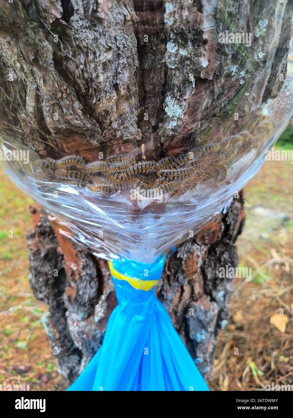 Processionary caterpillar. Trap to catch the caterpillar on its way from the top of the pine ...