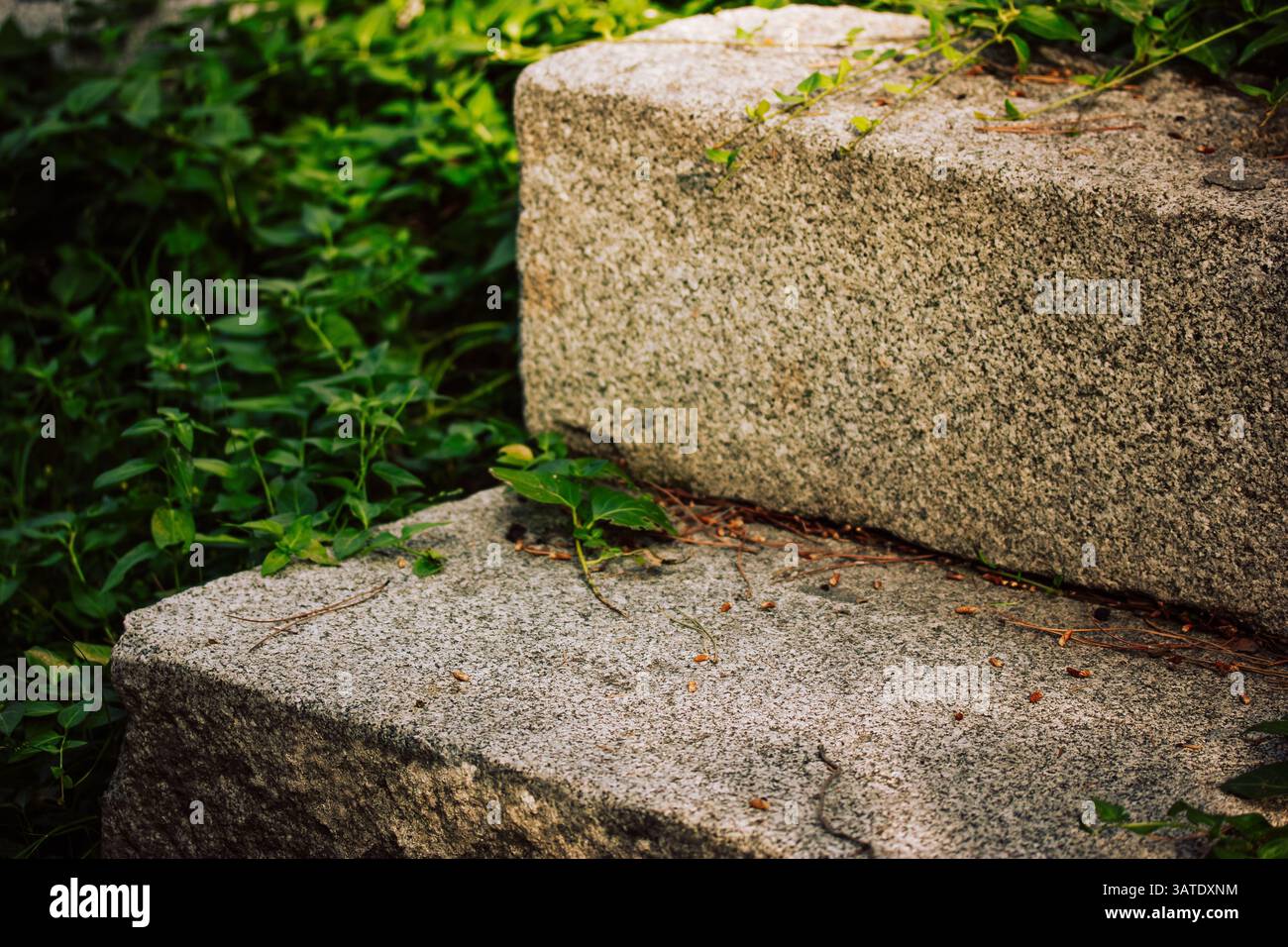 Weathered stone steps in a garden, framed by lush green foliage ...