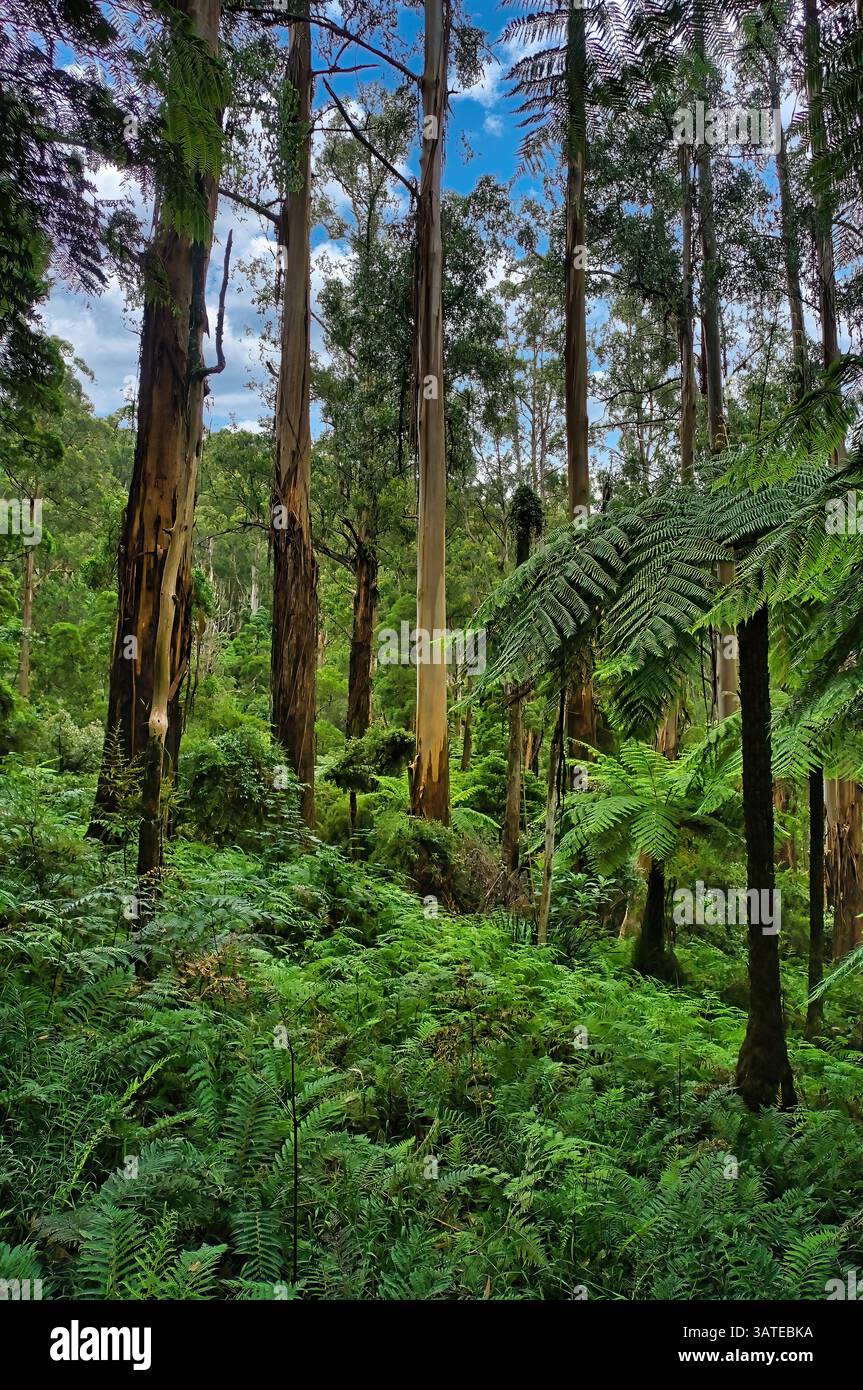 Eucalyptus forest with a dense undergrowth of ferns in the Dandenong ...