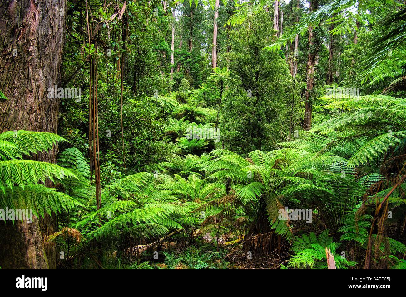 Very dense temperate rainforest with towering gum trees and an ...