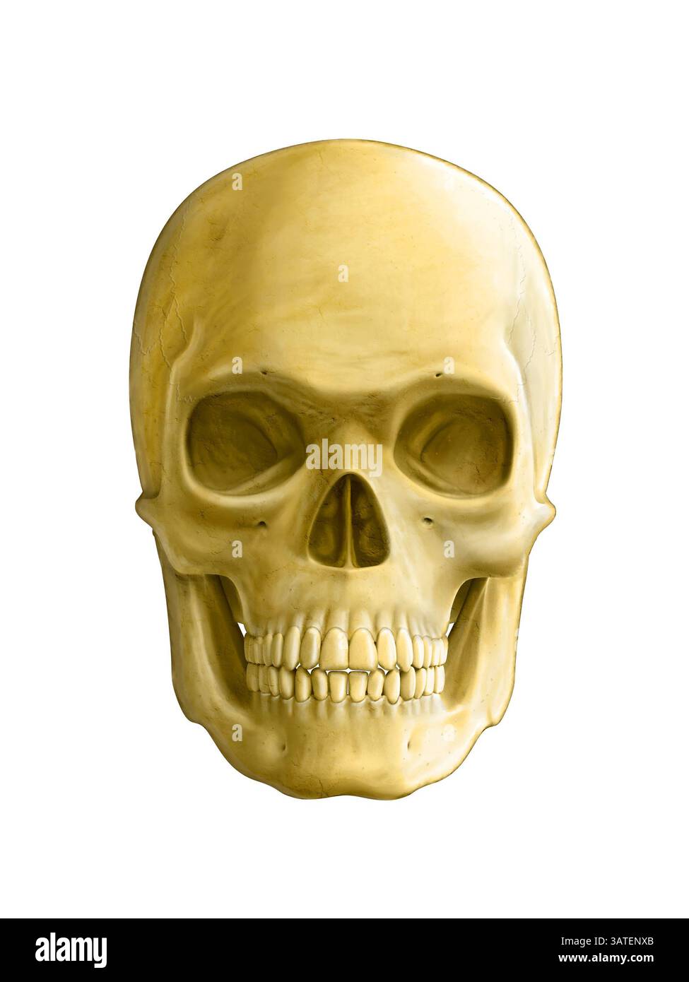 Real Human Skull Front View Black And White