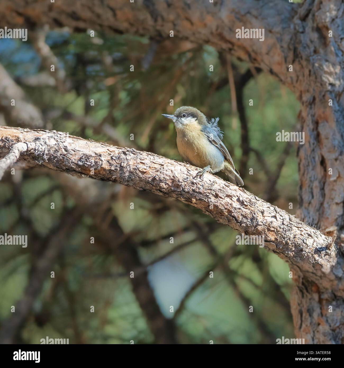 Pygmy Nuthatch in a tree in Colorado Stock Photo - Alamy