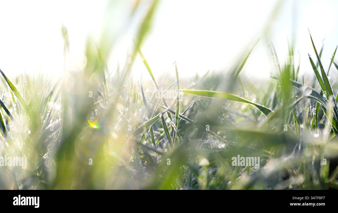 Dental splint for night-time grinding or for correcting the position of ...