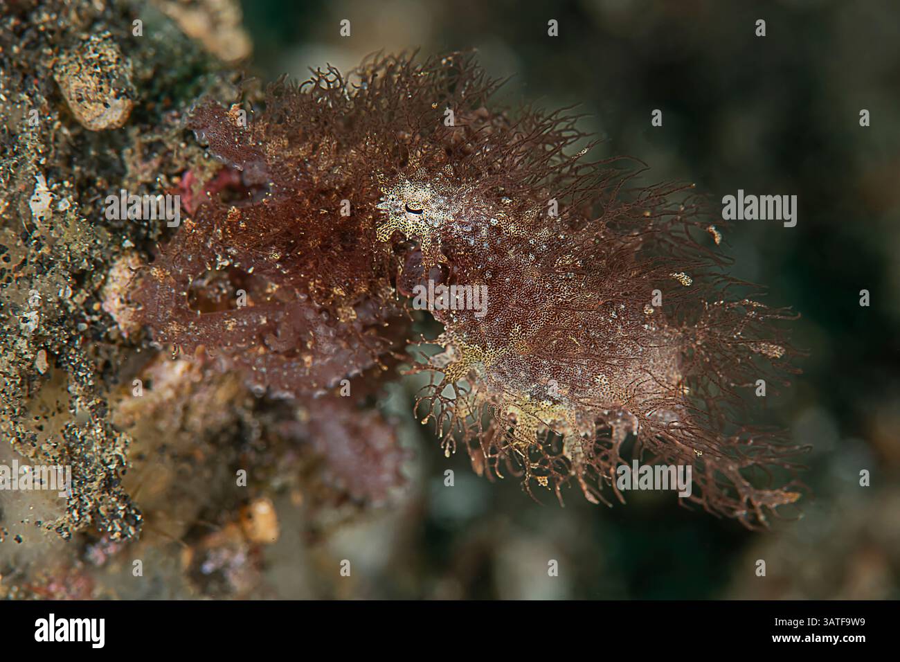 Cephalopod. Small hairy octopus. Hairy octopus. Very rare to observe ...