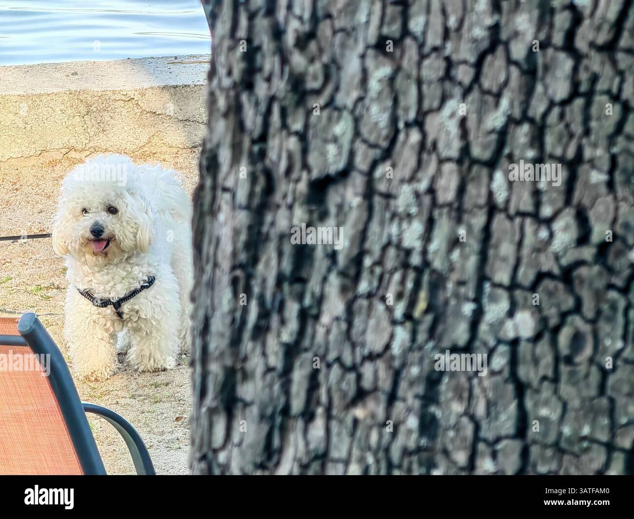 Hiding behind tree animal hi-res stock photography and images - Alamy