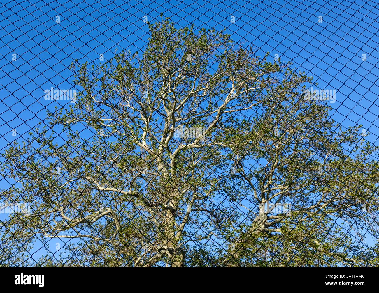 Tree limbs framing blue sky hi-res stock photography and images - Alamy