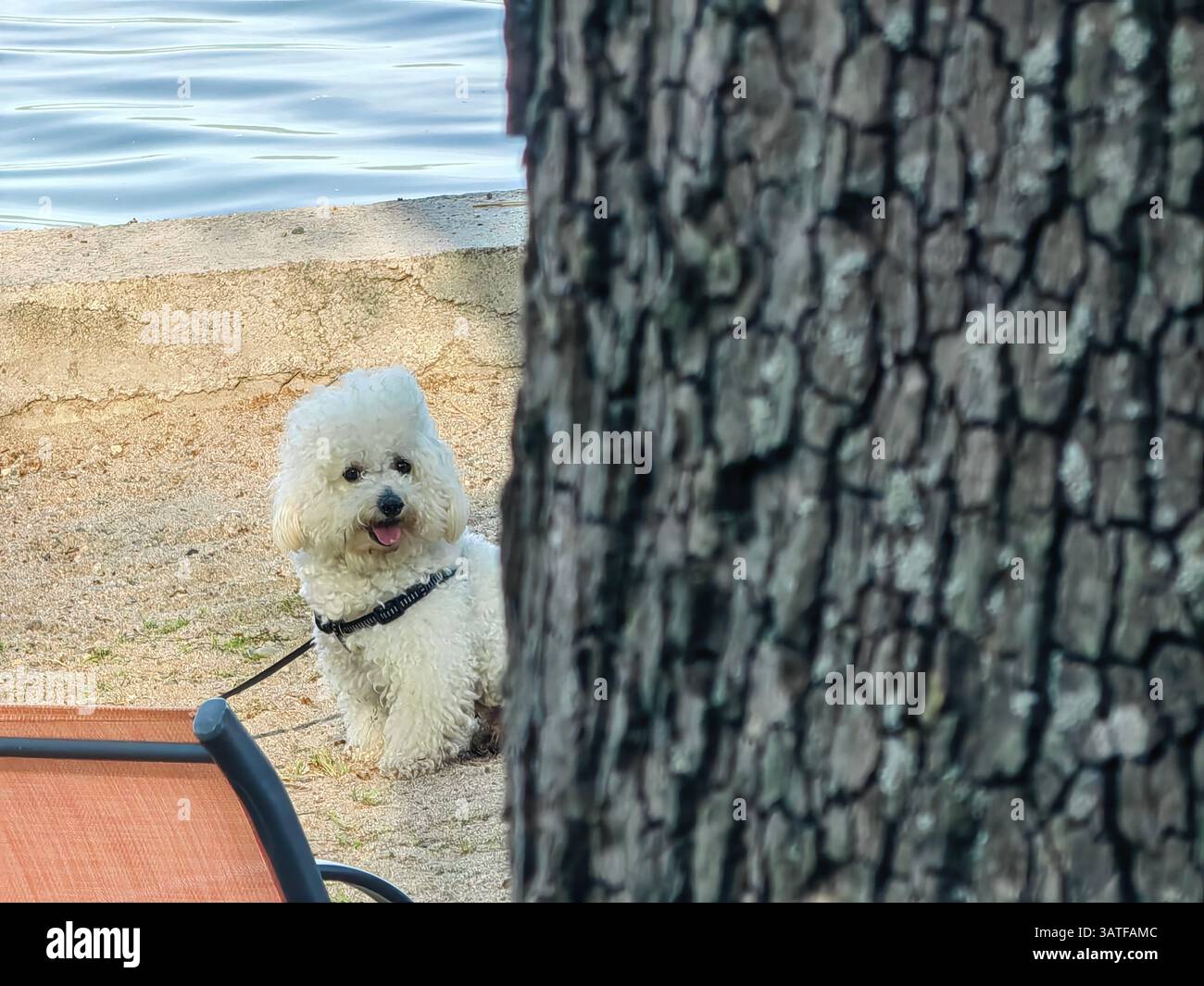 Tree behind dog hi-res stock photography and images - Alamy