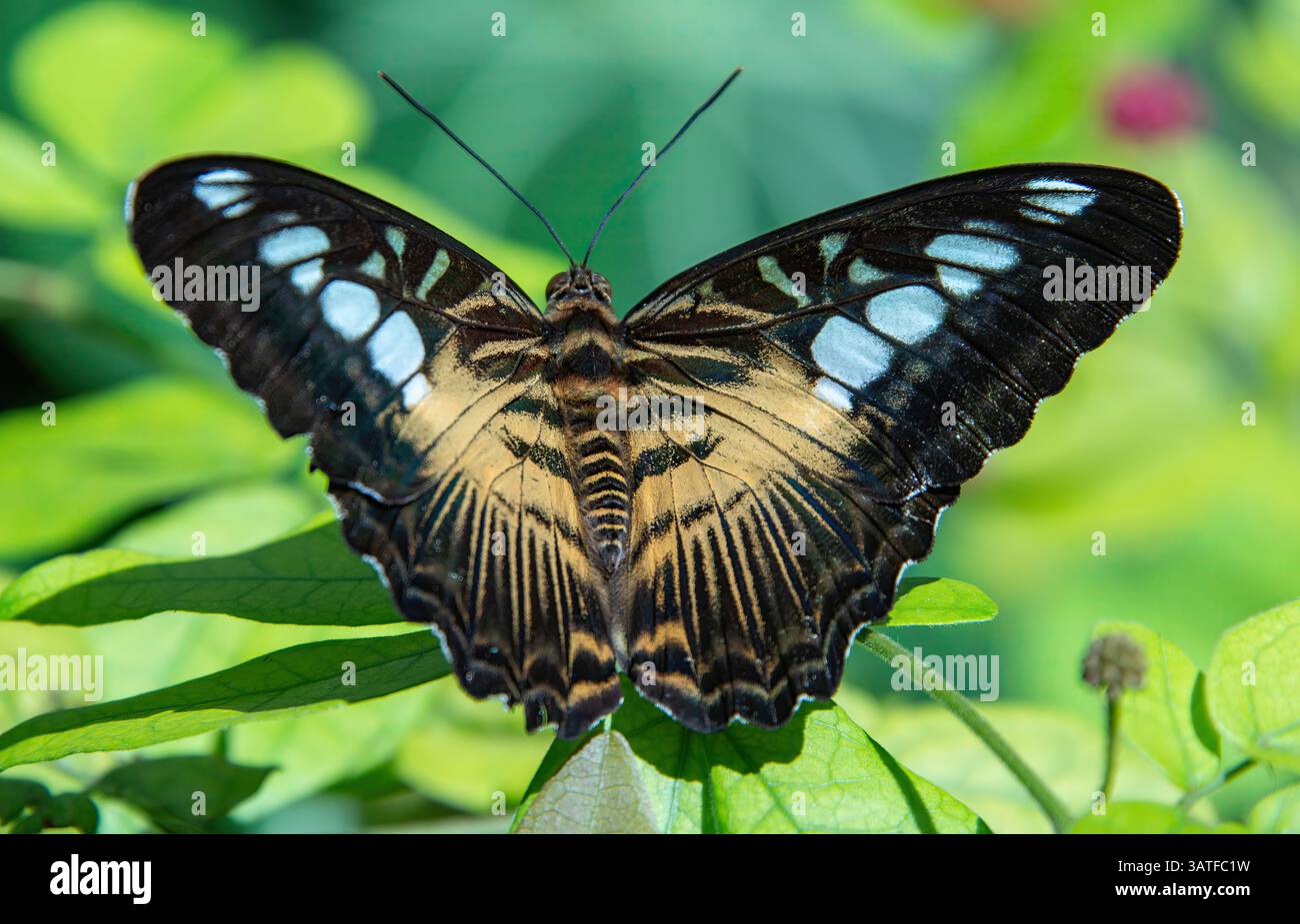 Fly by clipper hi-res stock photography and images - Alamy