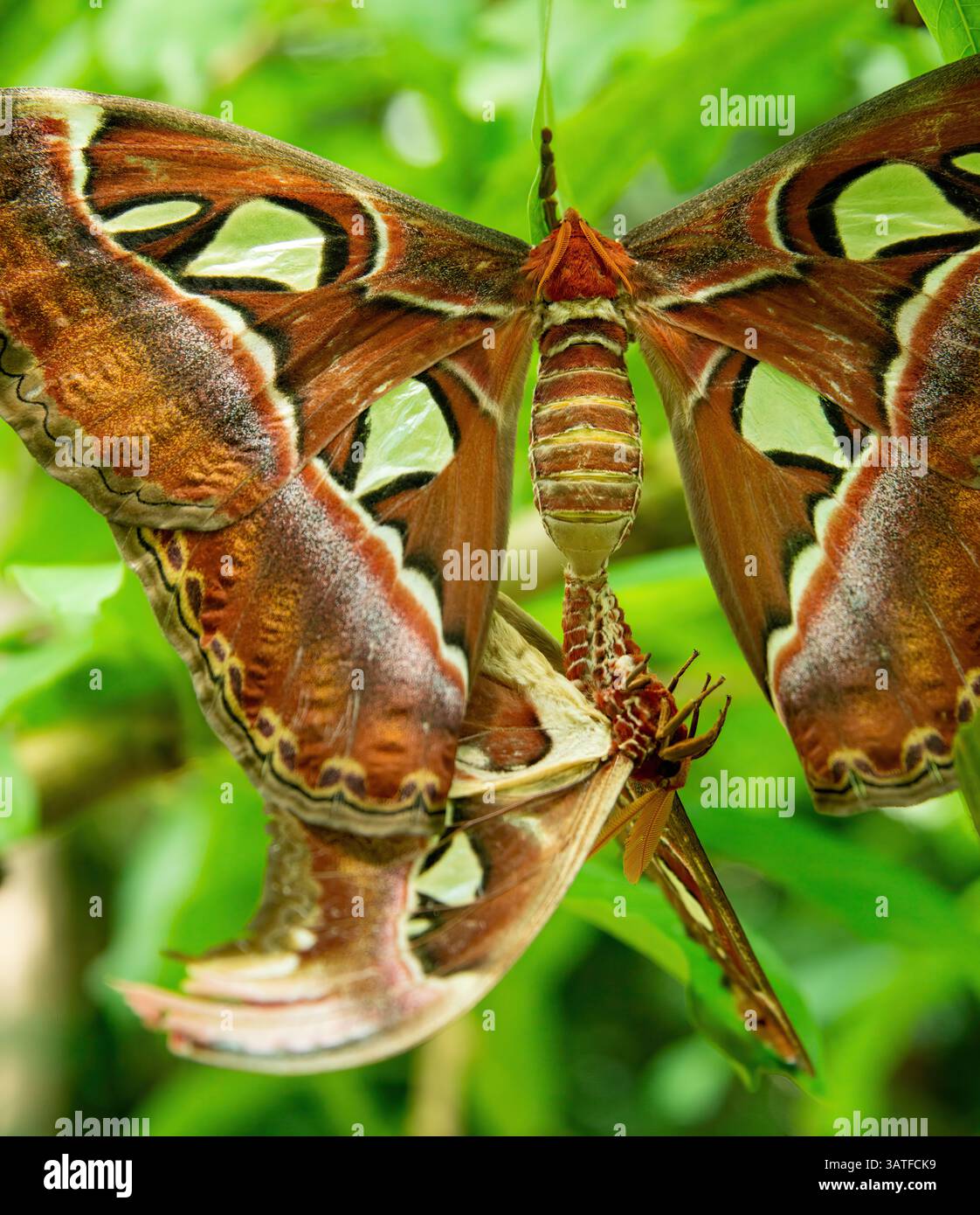 Atlas moth attacus atlas hi-res stock photography and images - Alamy