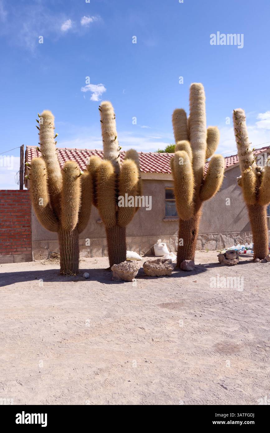 Towering golden cacti (Echinopsis atacamensis) standing tall against adobe house in rural ...