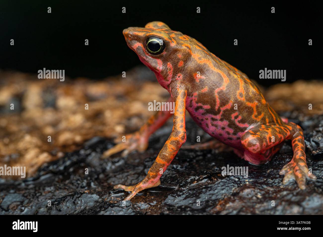 Cayenne stubfoot Toad (Atelopus flavescens), Saul, French Guiana Stock ...