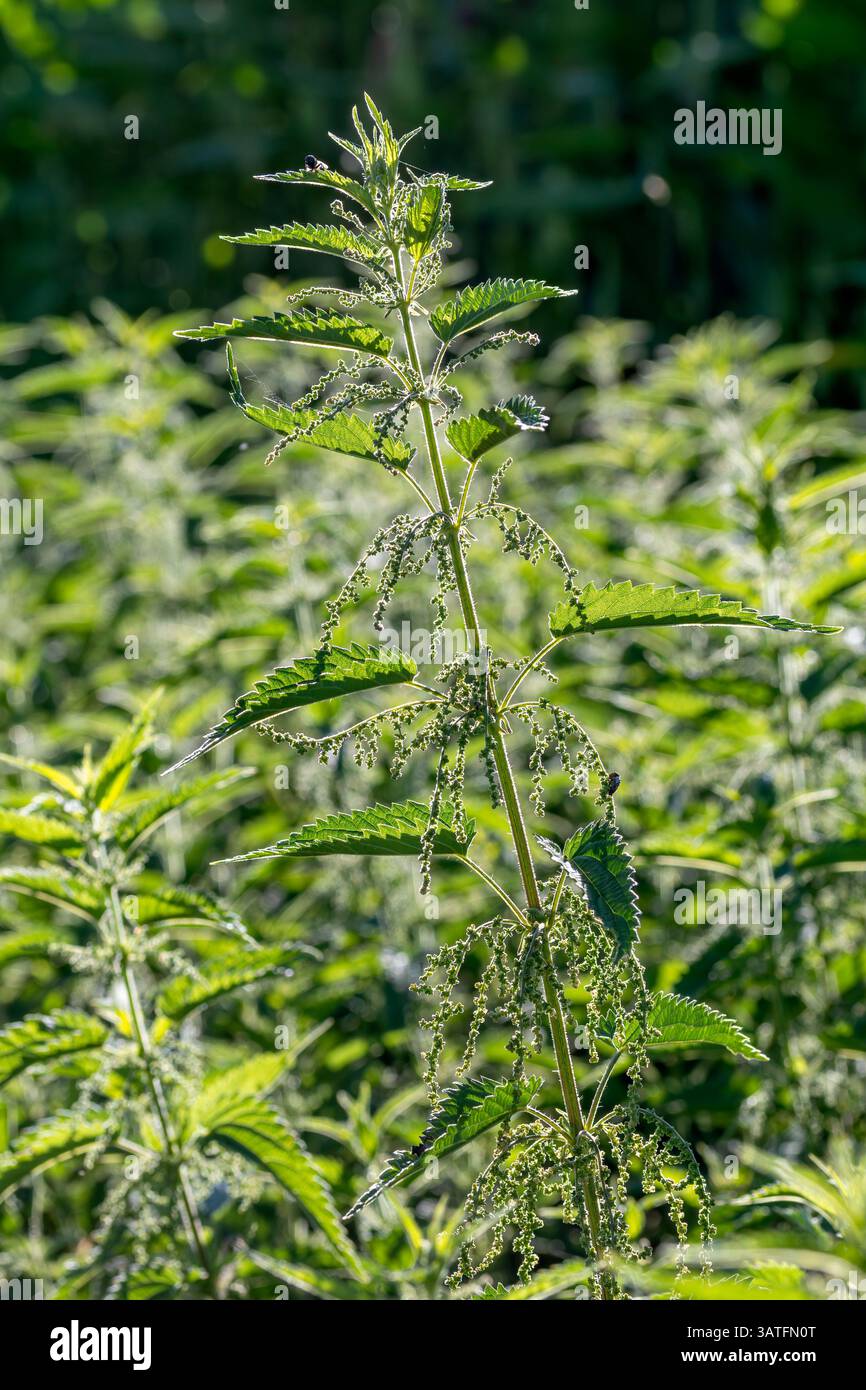 Stinging nettle (Urtica dioica) with female inflorescences in summer ...