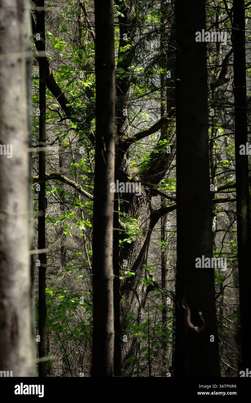 Tall trees stand in layered stillness as fresh spring leaves catch ...