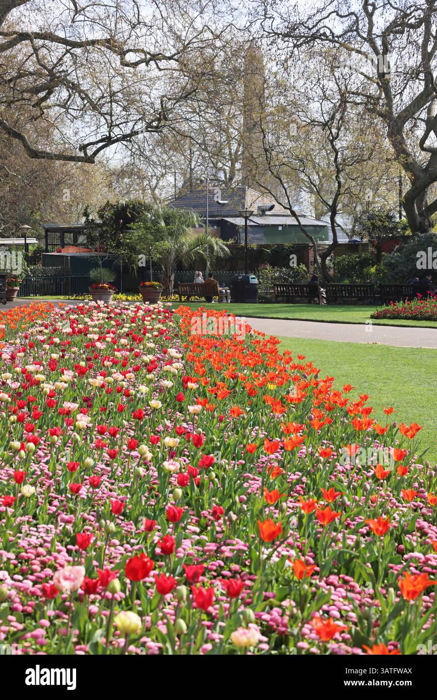 Lovely display of spring tulips in the Victoria Embankment Gardens in ...