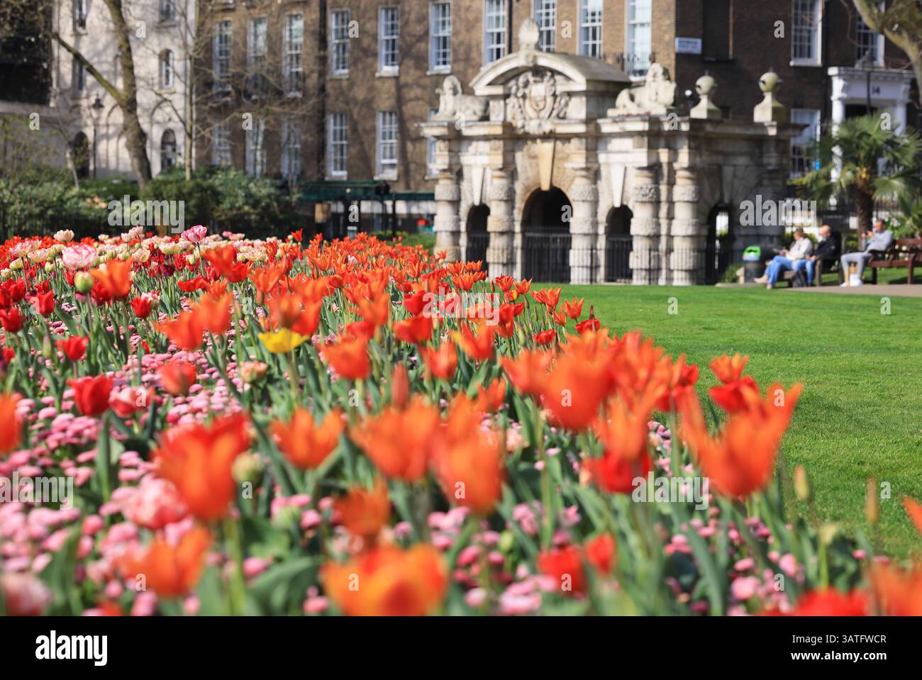 Lovely display of spring tulips in the Victoria Embankment Gardens in ...