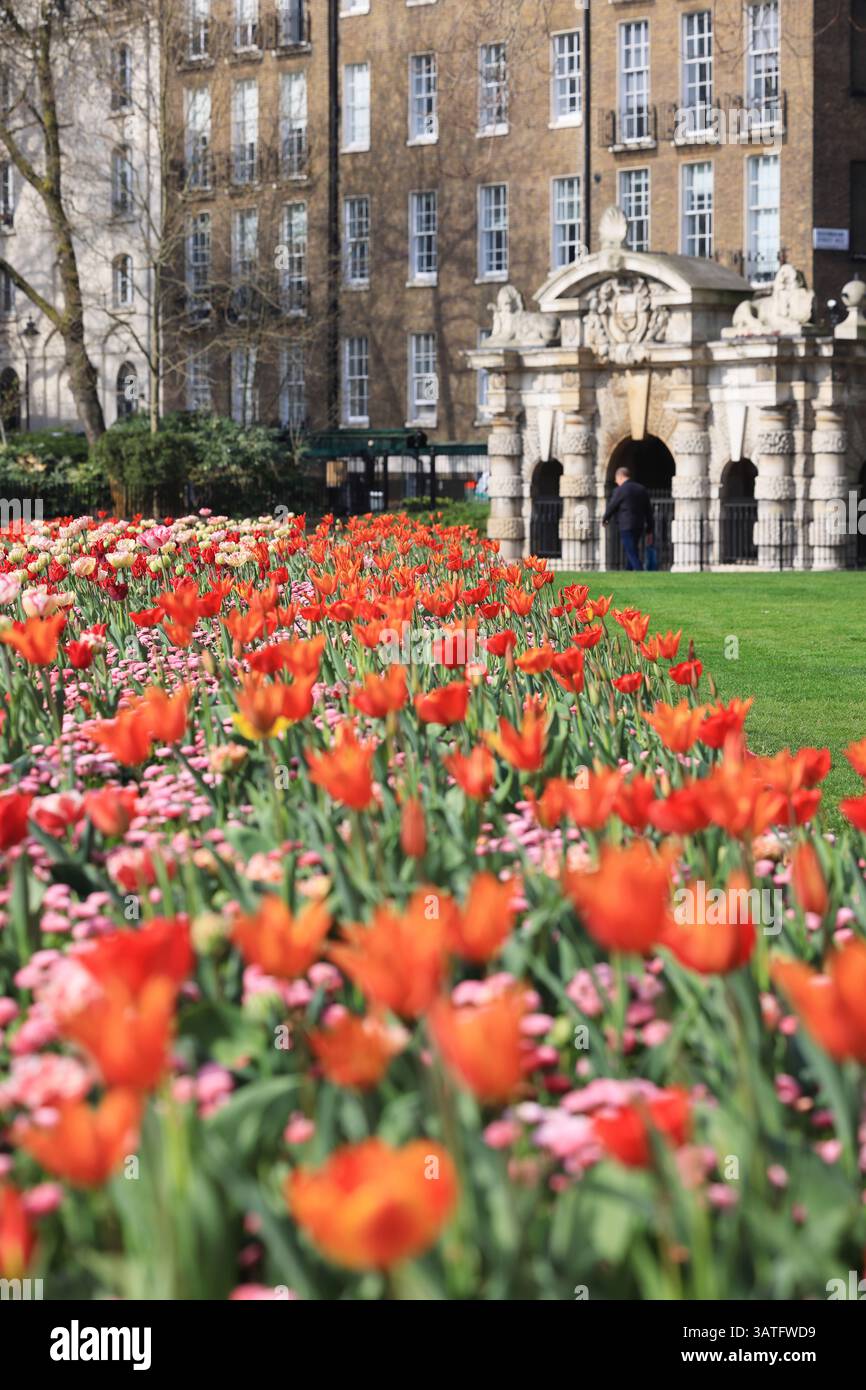 Lovely display of spring tulips in the Victoria Embankment Gardens in ...