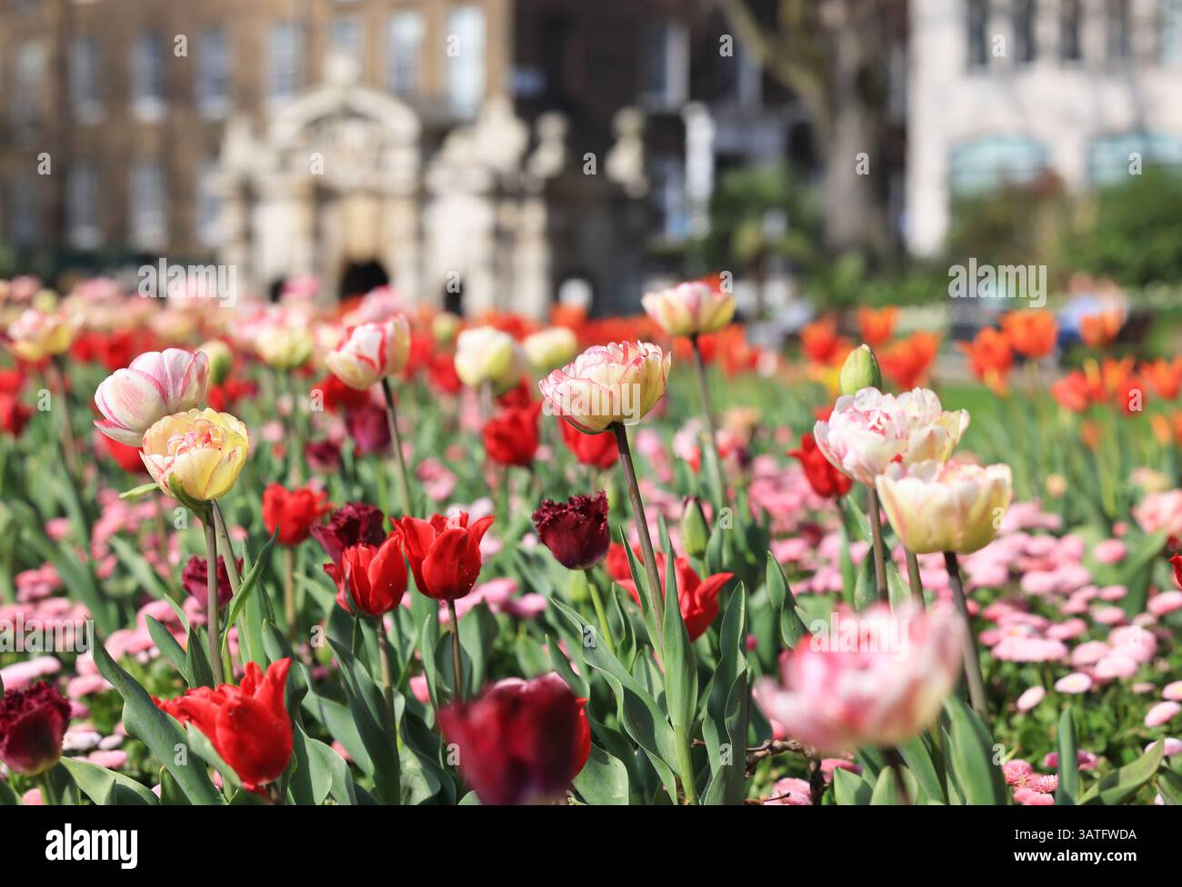 Lovely display of spring tulips in the Victoria Embankment Gardens in ...