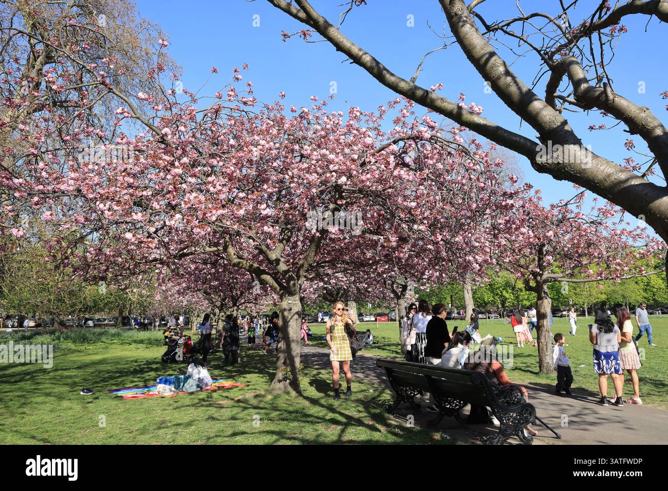 Popular photo spot, the springtime cherry tree blossom arch in ...