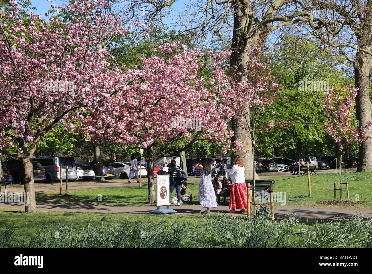 Popular photo spot, the springtime cherry tree blossom arch in ...
