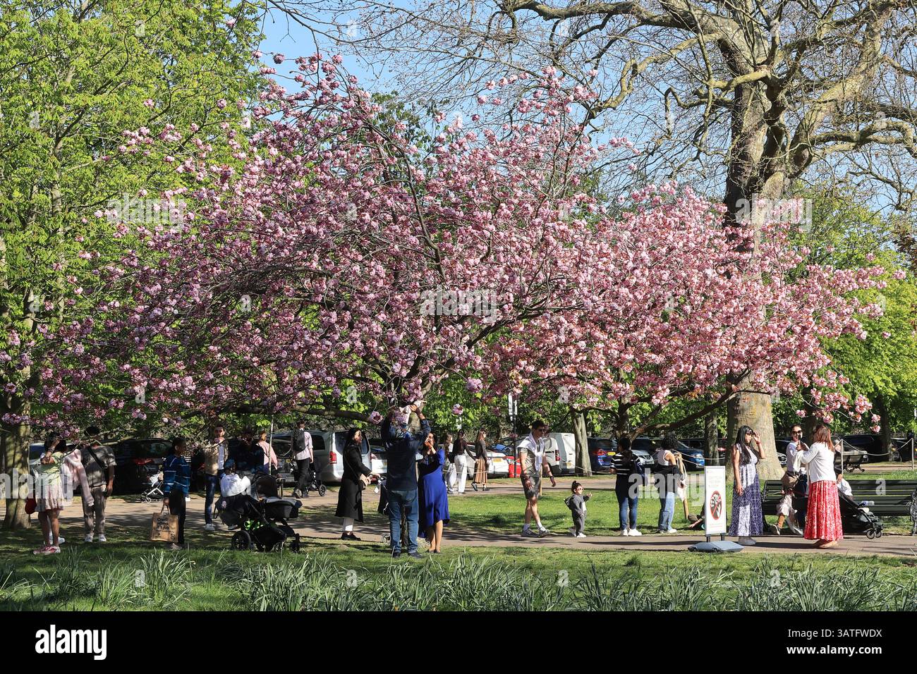 Popular photo spot, the springtime cherry tree blossom arch in ...