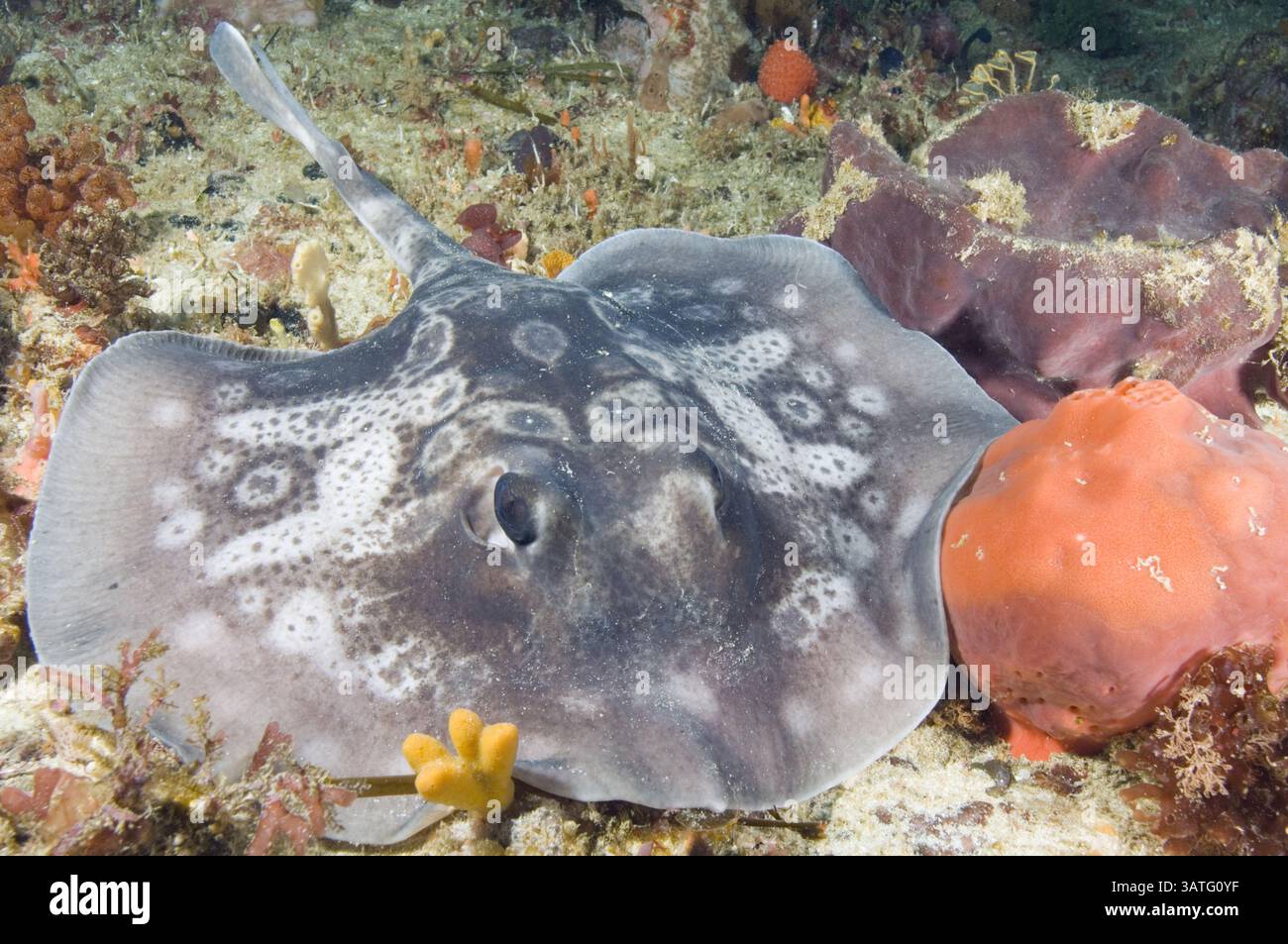 Oct. 28, 2005 - Sinclairs' stingaree Urolophus sp. may be a color ...