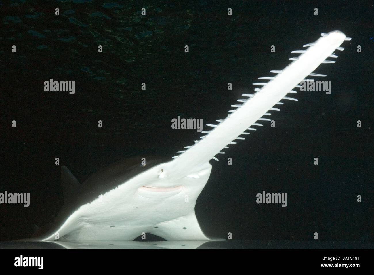 June 24, 2006 - Freshwater Sawfish - Pristis microdon. Also called ...