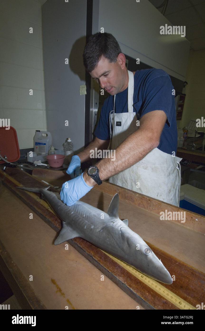May 8, 2009 - Dr Eric Hoffmeyer dissects an Atlantic Sharpnose Shark ...