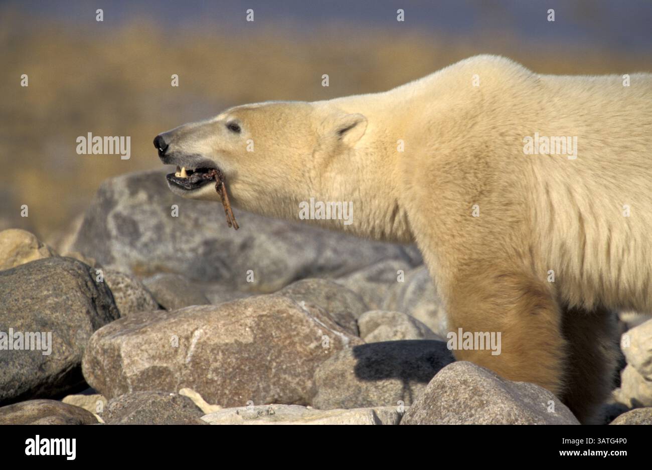 Oct. 30, 2013 - Adult male Polar Bear (ursus maritimus) gnawing feeding ...