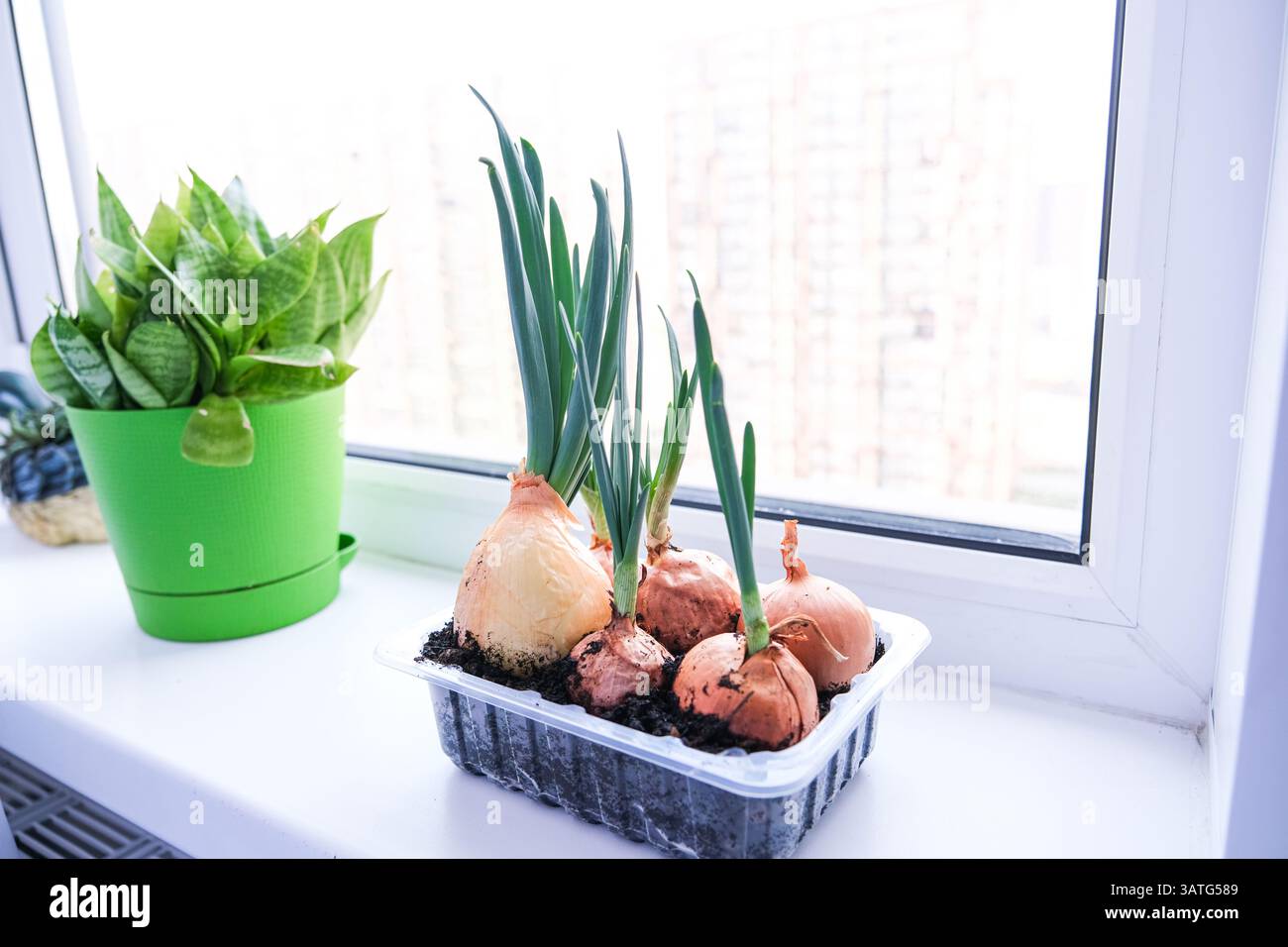 Moscow, Russia, 18.04.25. A window sill with a potted plant and a tray ...