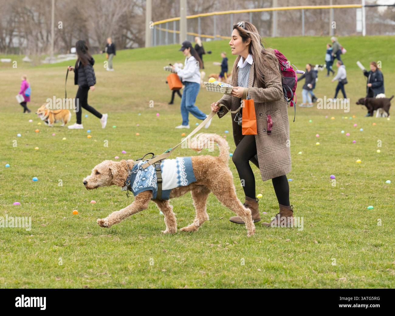 (250418) -- HAMILTON, April 18, 2025 (Xinhua) -- A pet dog searches for ...