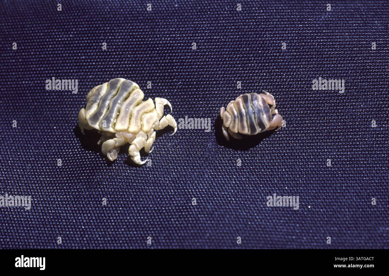 Cyamus scammoni hi-res stock photography and images - Alamy