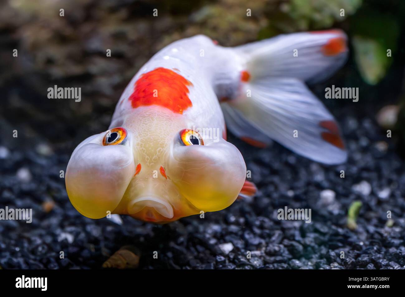 Bubble Eye goldfish Stock Photo - Alamy