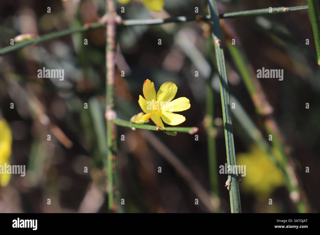 Jasmine blossoms close up hi-res stock photography and images - Alamy