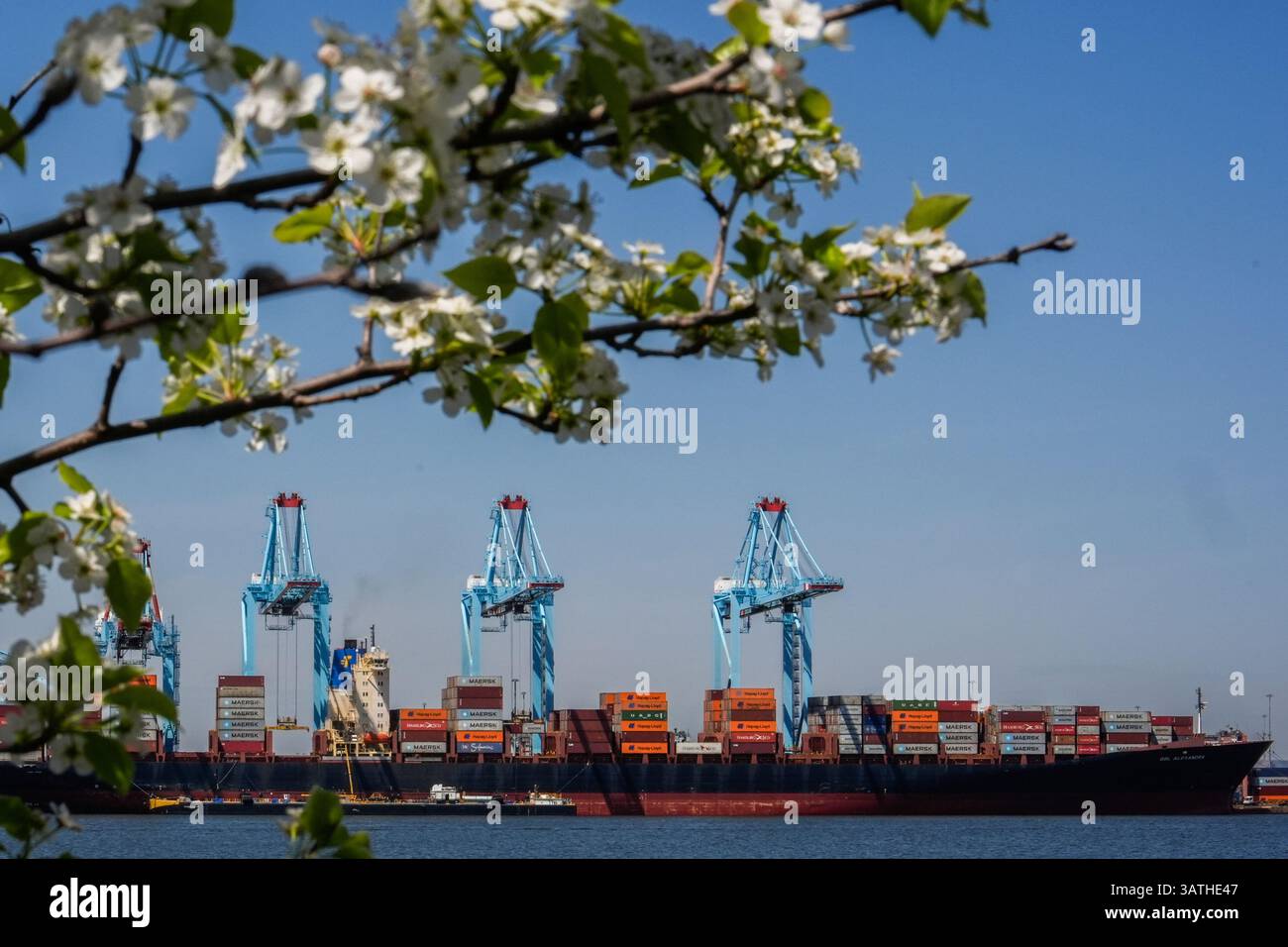 Shipping containers sit on the container ship Alexandra at the Port ...