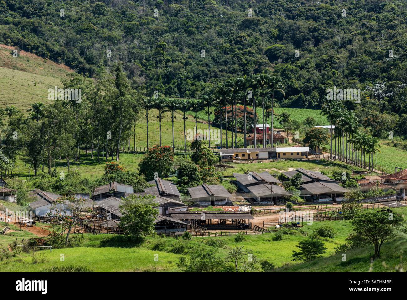 High perspective view of a livestock cow farm in rural Minas Gerais ...