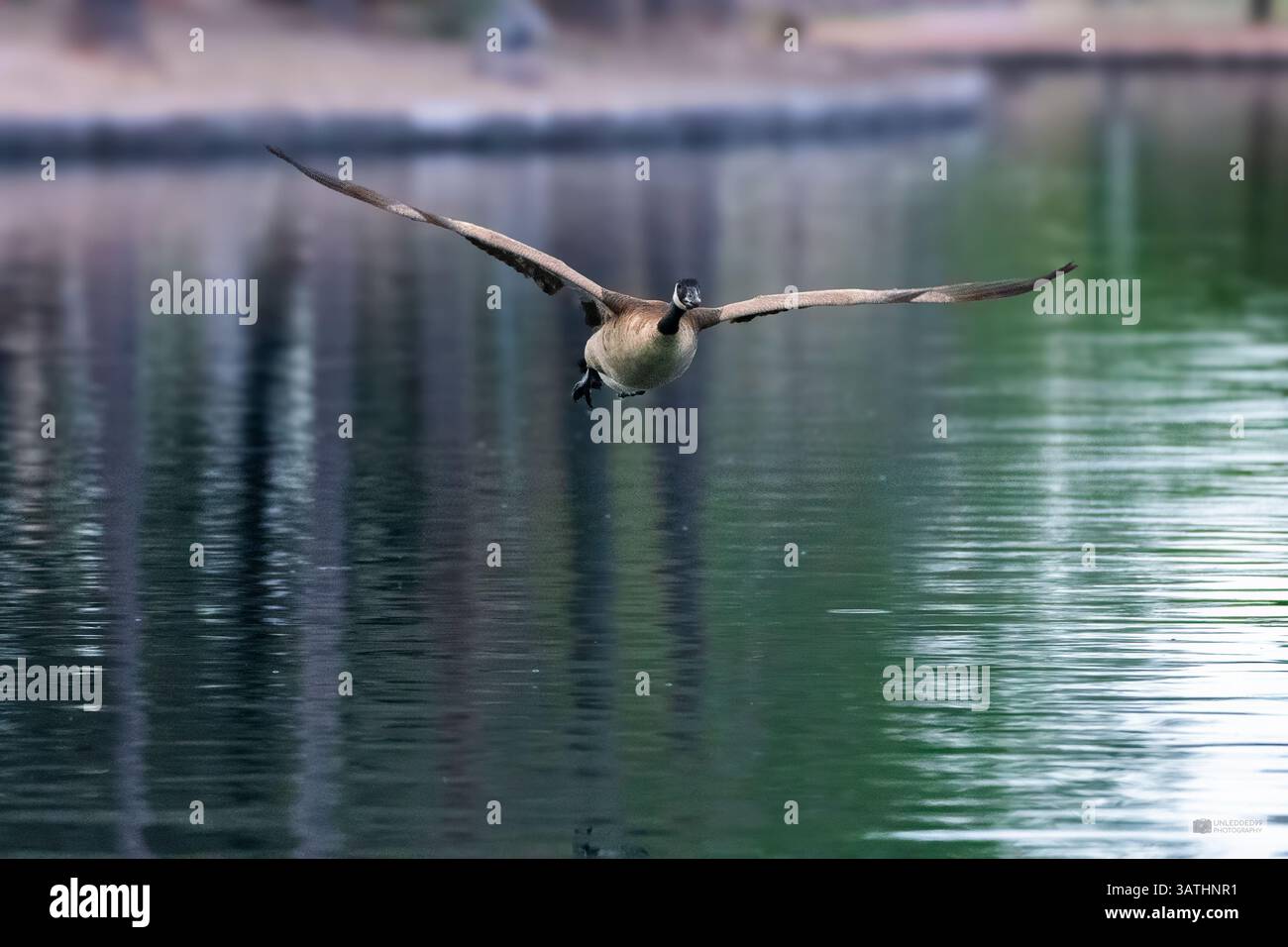 Birds spreading wings hi-res stock photography and images - Alamy