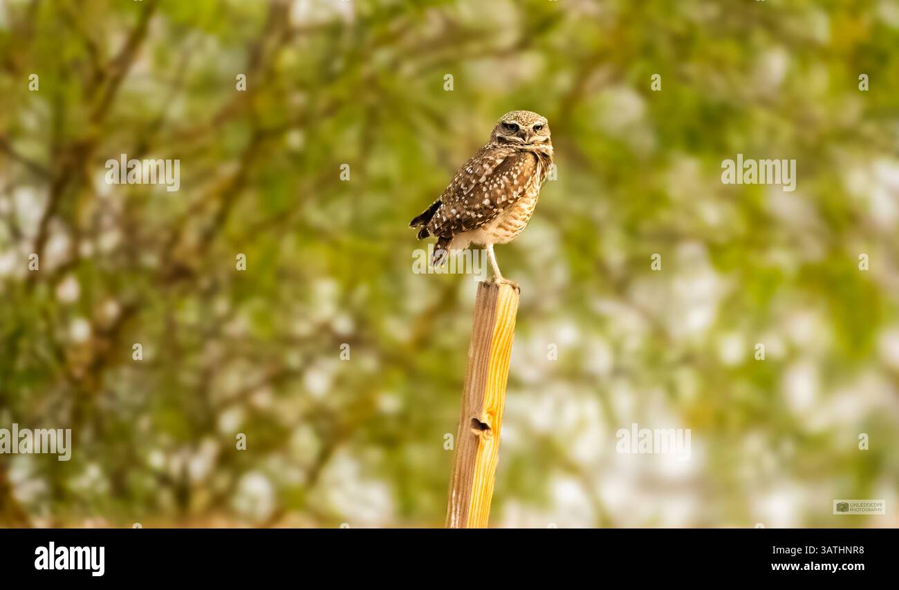 Raptor nesting area hi-res stock photography and images - Alamy