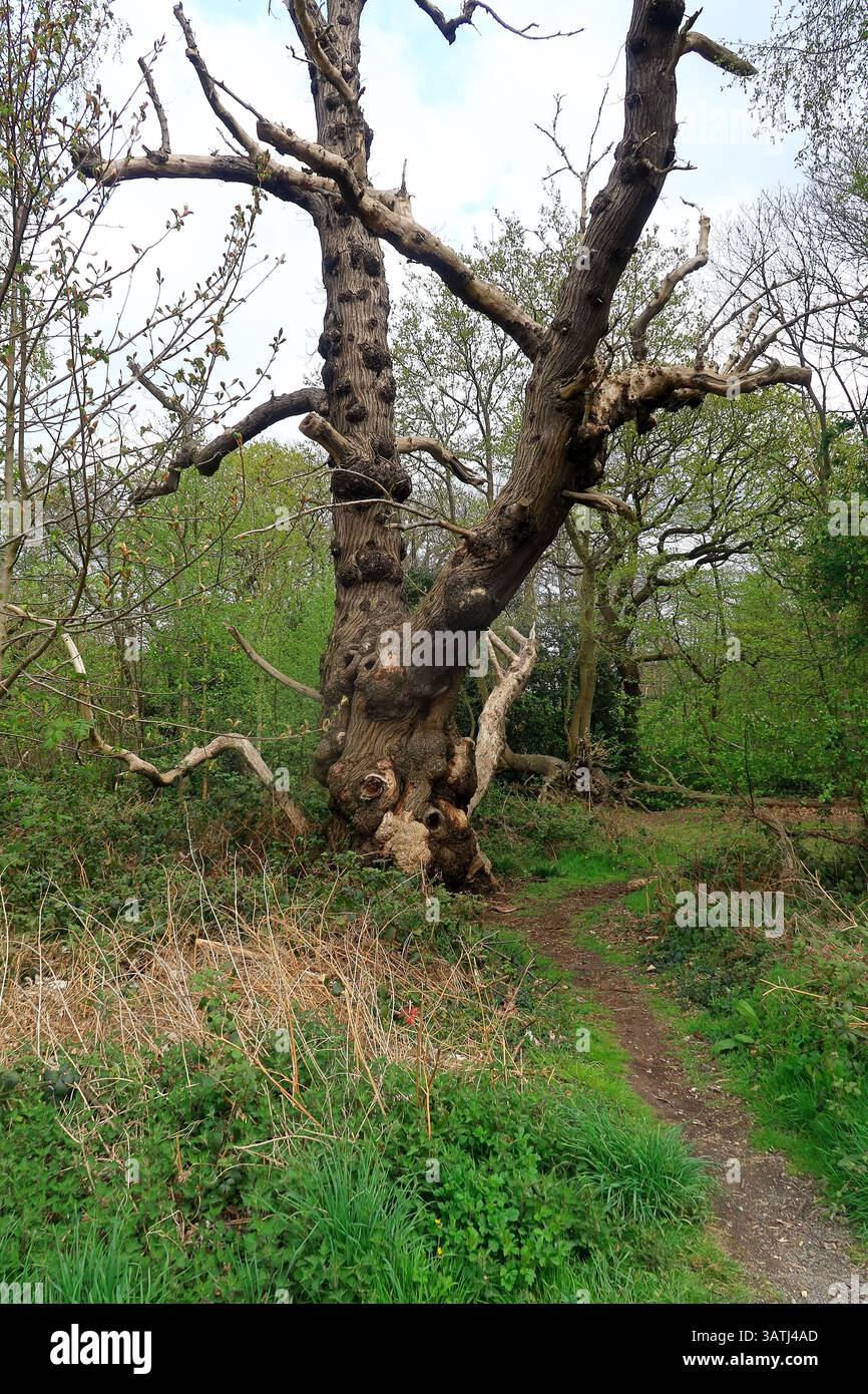 Bare branches and lumpy trunk in a woodland scene Stock Photo - Alamy