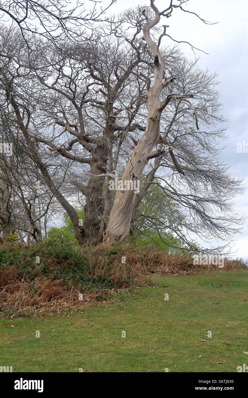 Old twisted trees in Shorne country park Stock Photo - Alamy