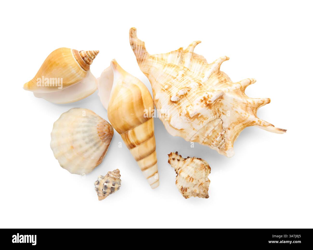 Different sea shells on white background Stock Photo - Alamy