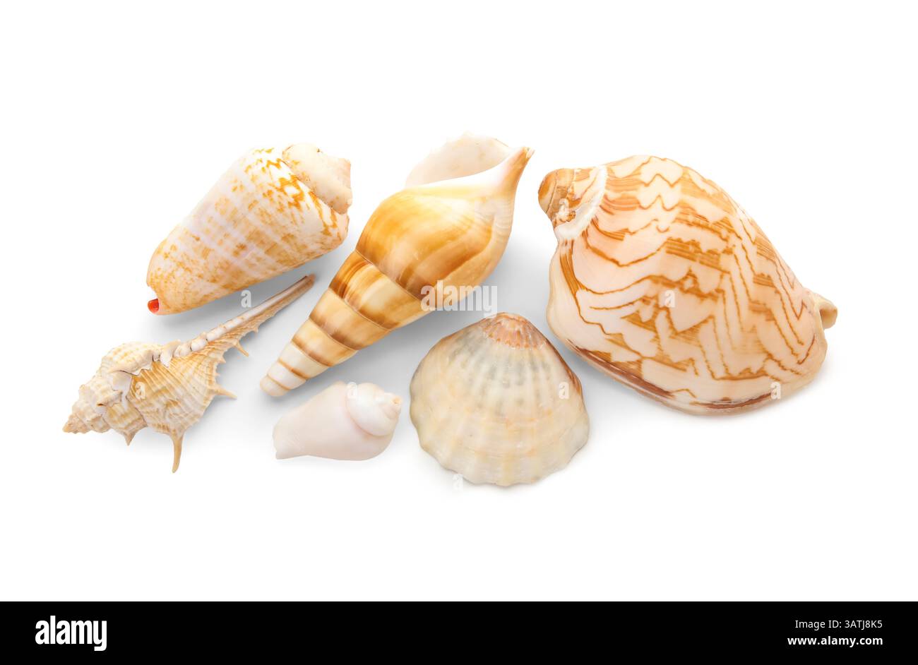 Different sea shells on white background Stock Photo - Alamy