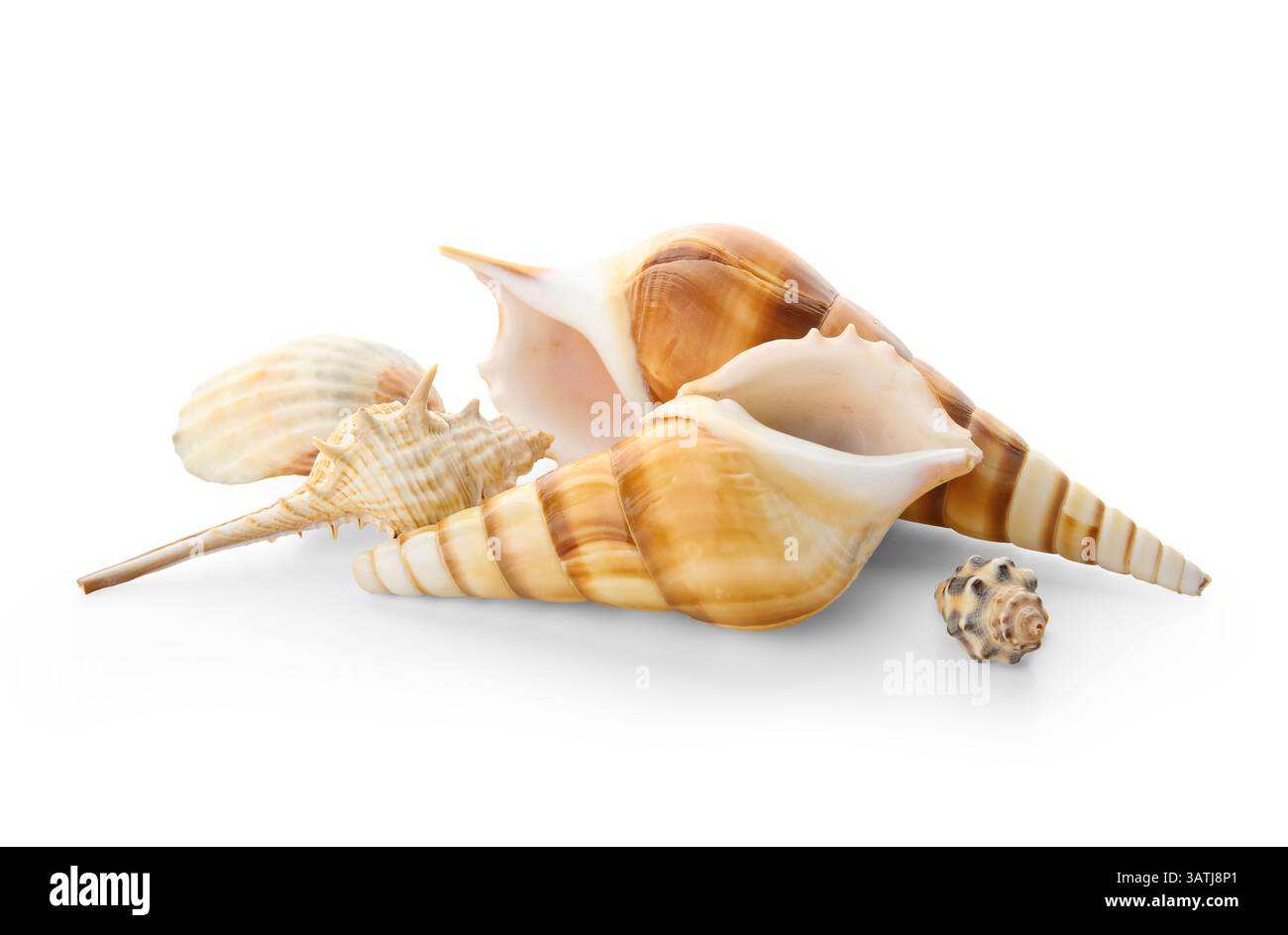 Different sea shells on white background Stock Photo - Alamy