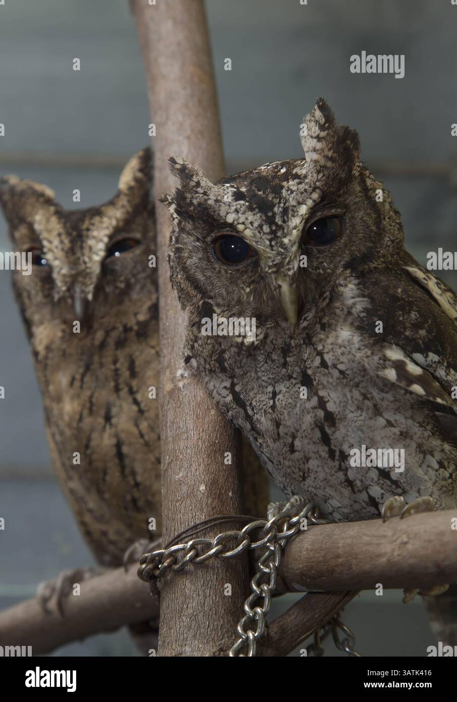 Indonesia scops owl hi-res stock photography and images - Alamy