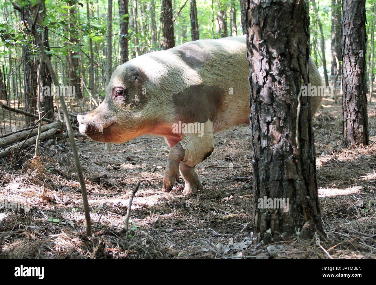 Pig pals hi-res stock photography and images - Alamy
